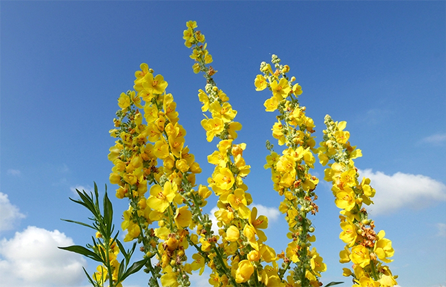 Mullein Leaf & Seasonal Allergies - Natural Health Products